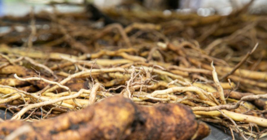 Kava Benefits: What You Need to Know About This Powerful Root – Art of Kava